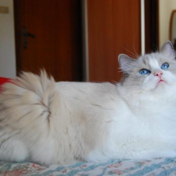 Ragdoll Bicolor • Ragdoll Cats
