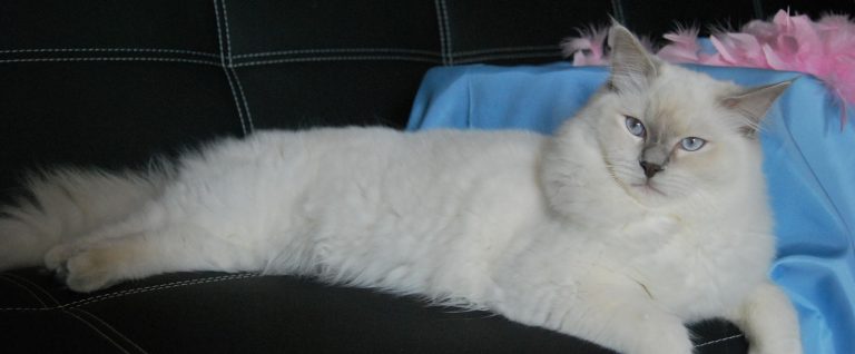 Ragdoll Colorpoint • Ragdoll Cats