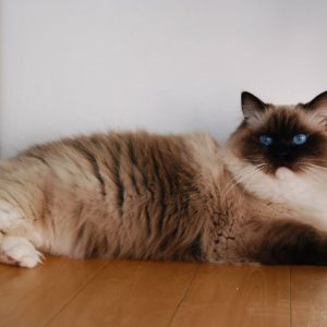 Ragdoll Mitted • Ragdoll Cats