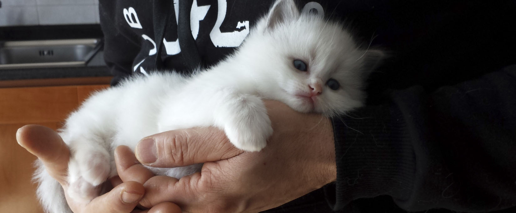 Gatto Ragdoll