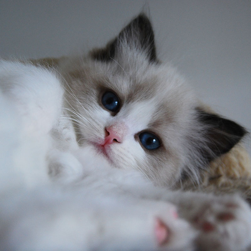 Ragdoll BluQueen Cattery of Ragdoll Cats recognized by WCF