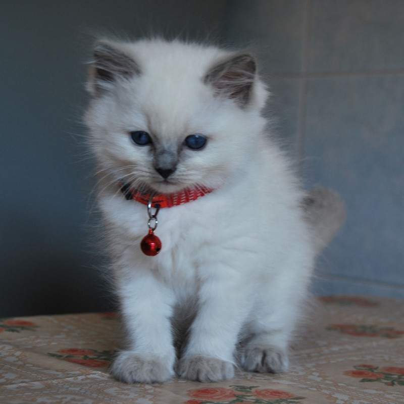 Ragdoll Colorpoint • Ragdoll BluQueen