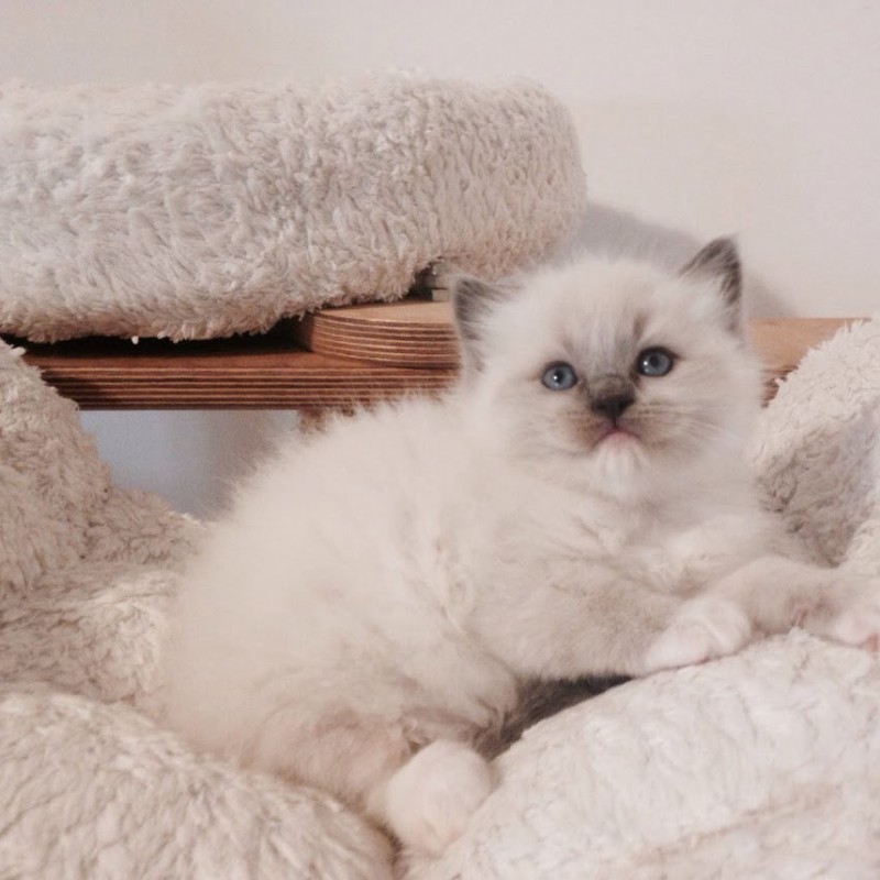 Ragdoll Mitted • Ragdoll BluQueen