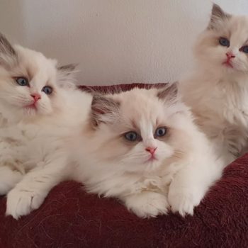 Ragdoll BluQueen Allevamento Gatti Ragdoll